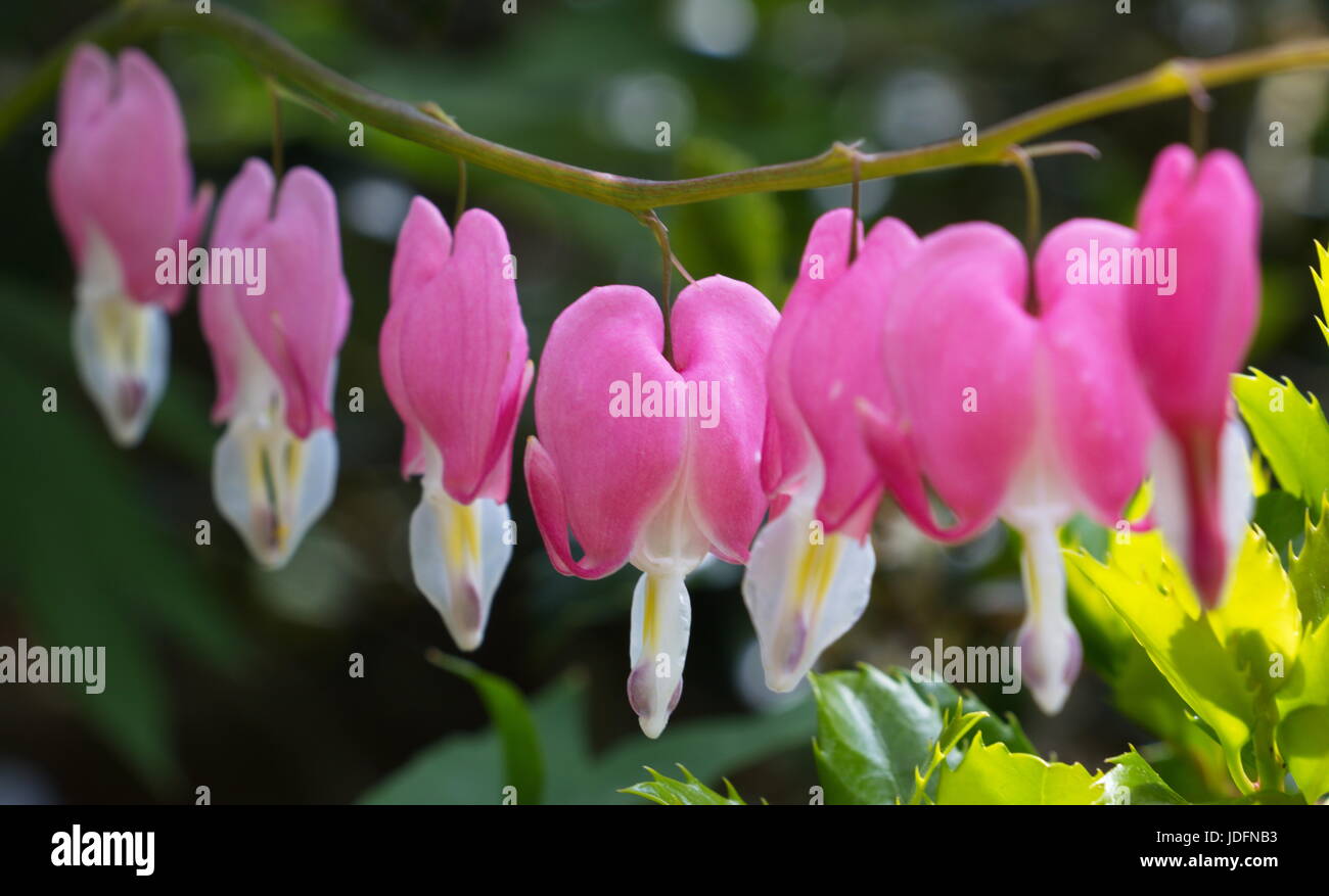 Pink flowers in a line Stock Photo - Alamy