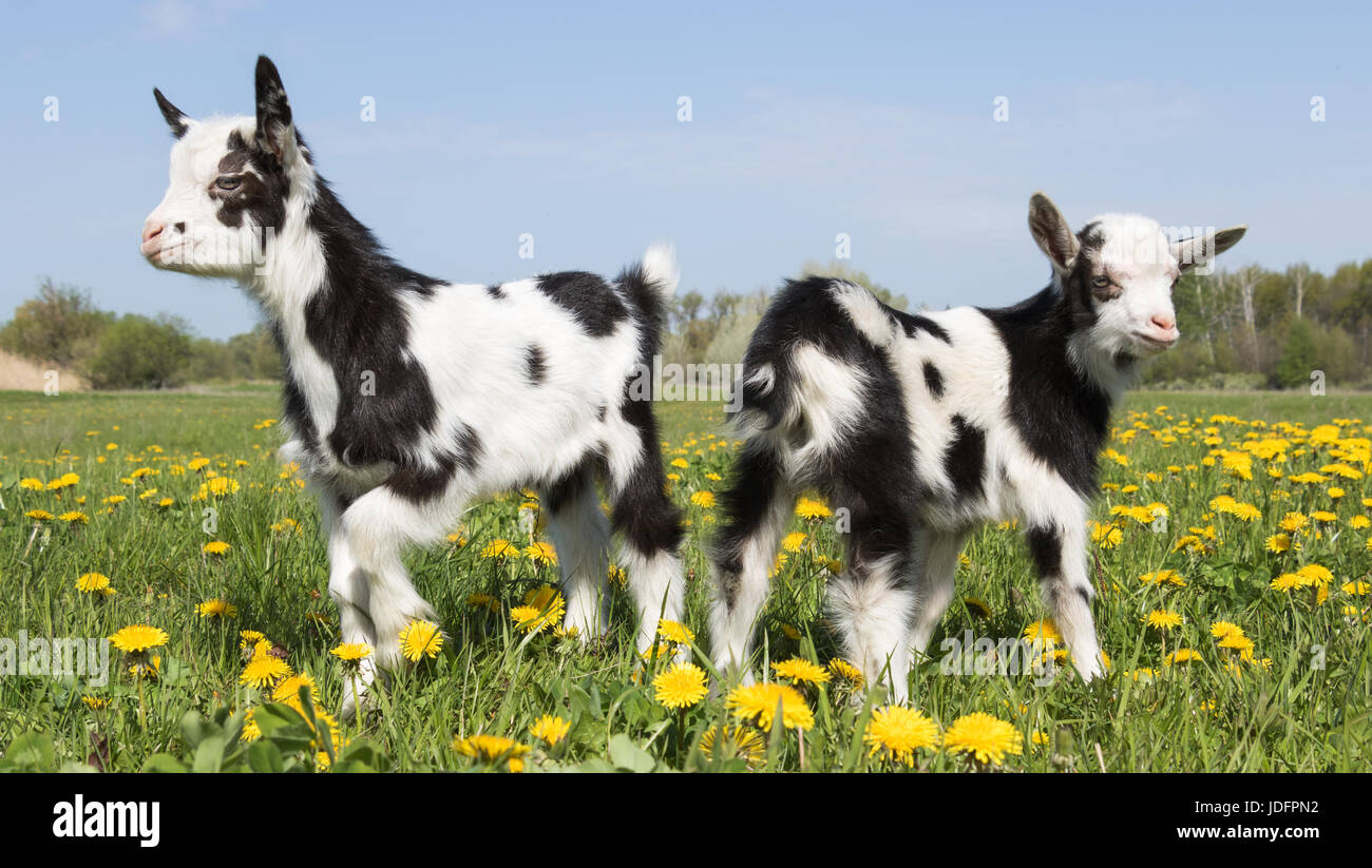 Funny goats hi-res stock photography and images - Alamy