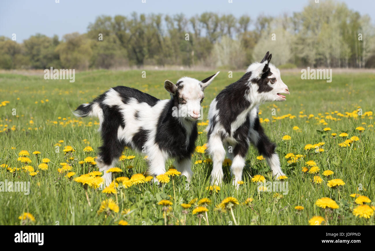two young funny goats in dandelions Stock Photo - Alamy