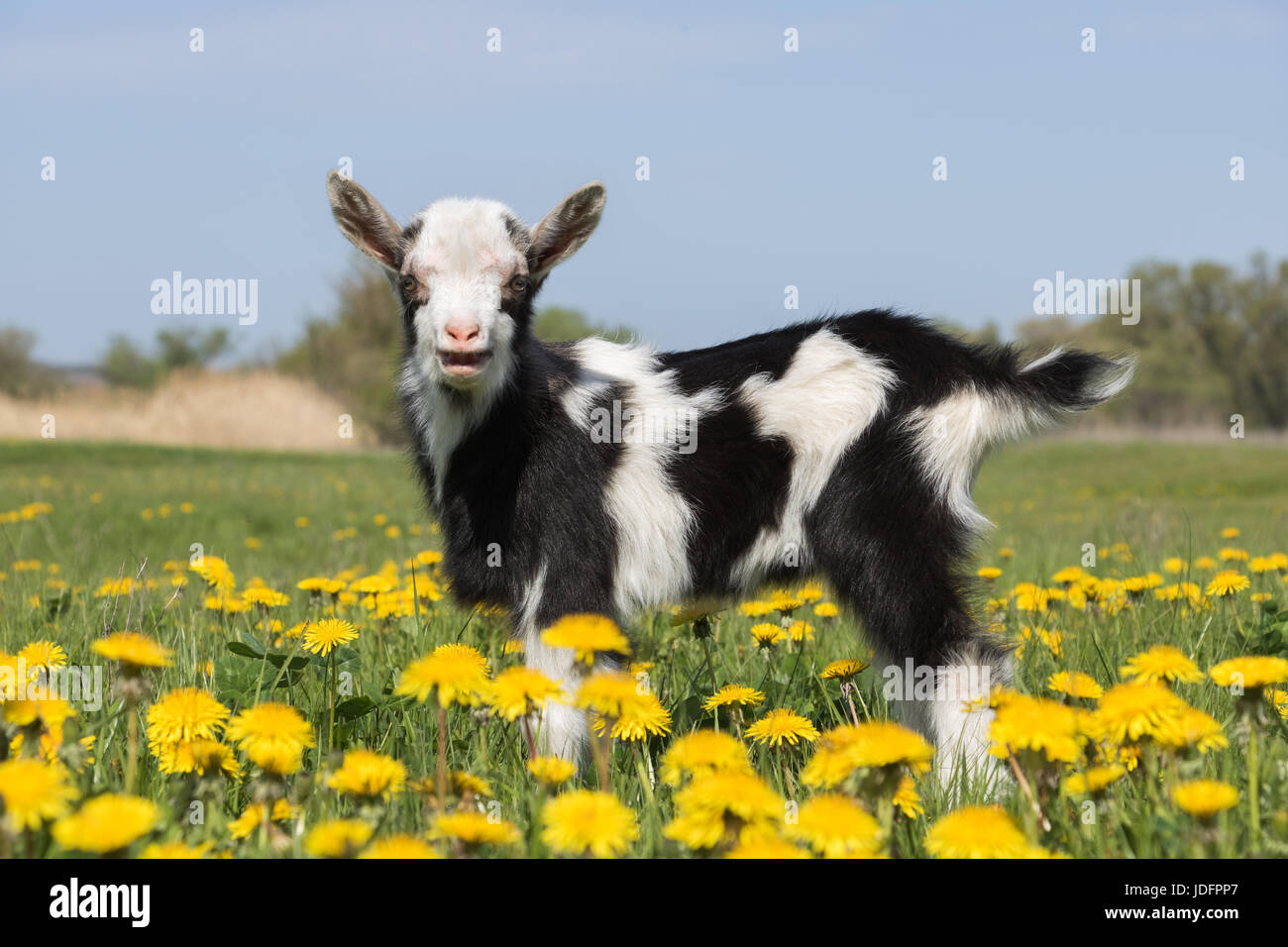 Young funny goat in dandelions and crying Stock Photo - Alamy