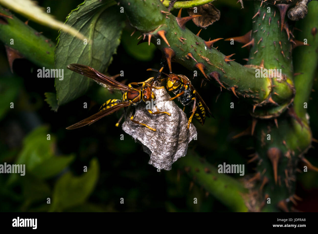 Dangerous wasps building a new nest Stock Photo - Alamy