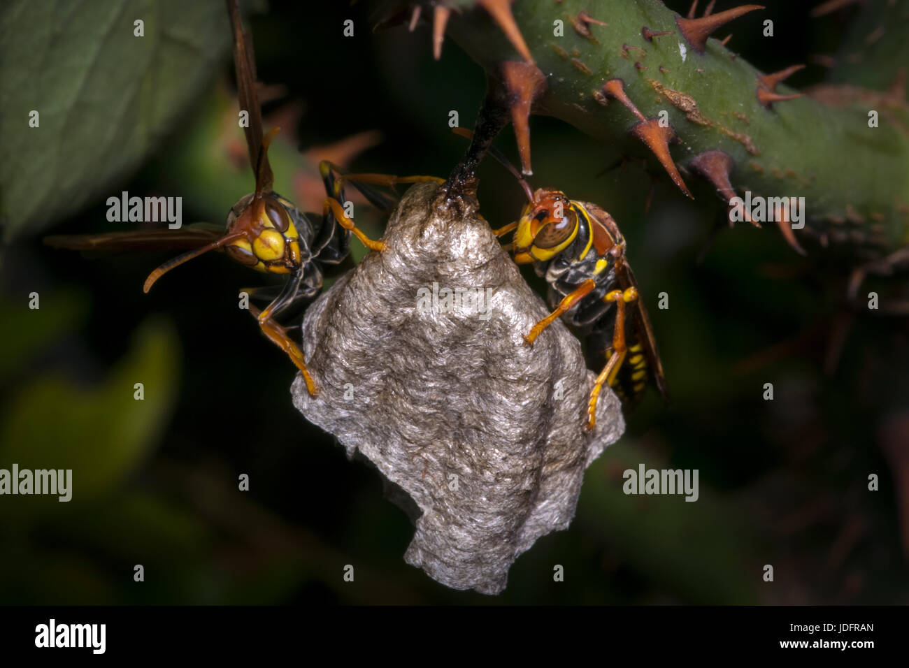 Dangerous wasps building a new nest Stock Photo - Alamy