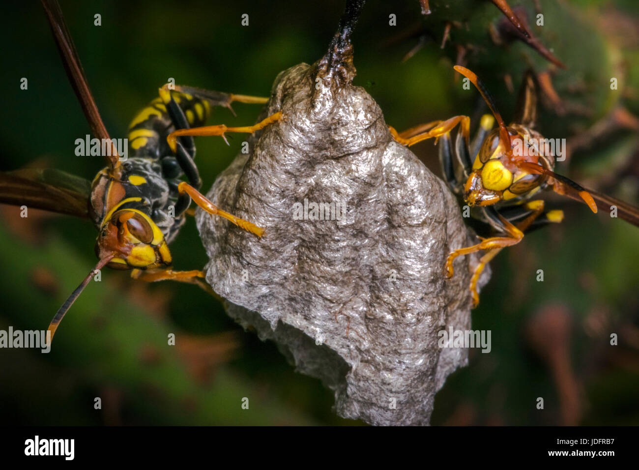 Dangerous wasps building a new nest Stock Photo - Alamy