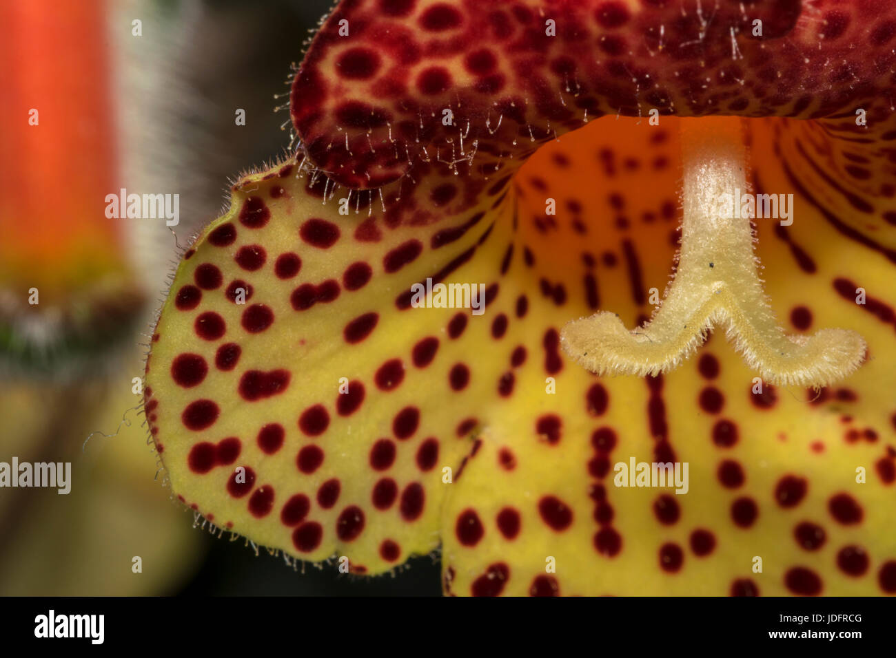 Cute yellow, red, spotted bell flower Stock Photo - Alamy