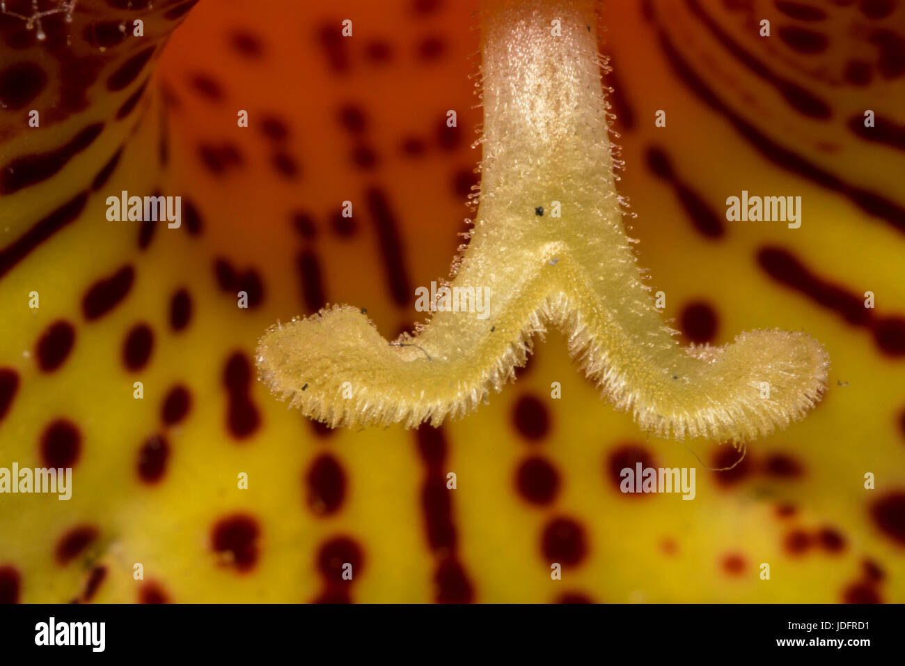 Cute yellow, red, spotted bell flower with stamen Stock Photo - Alamy