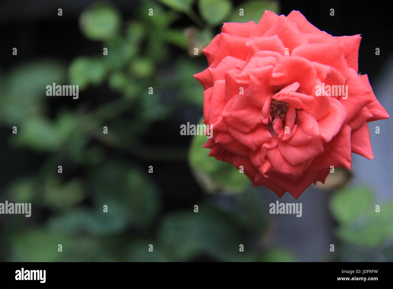 Alamy rose photo hi-res stock photography and images - Alamy