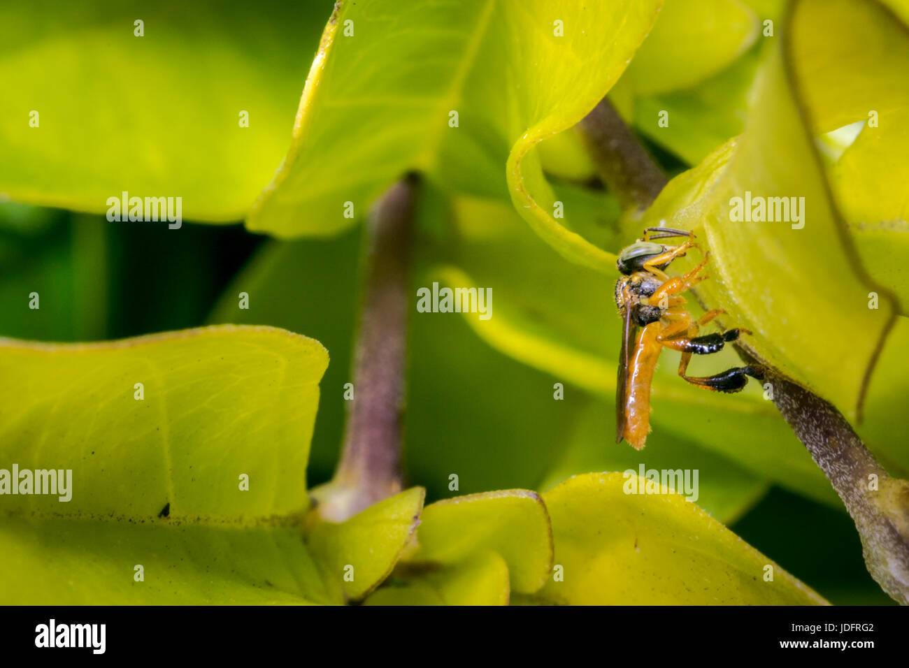 Hairy wasp hi-res stock photography and images - Alamy