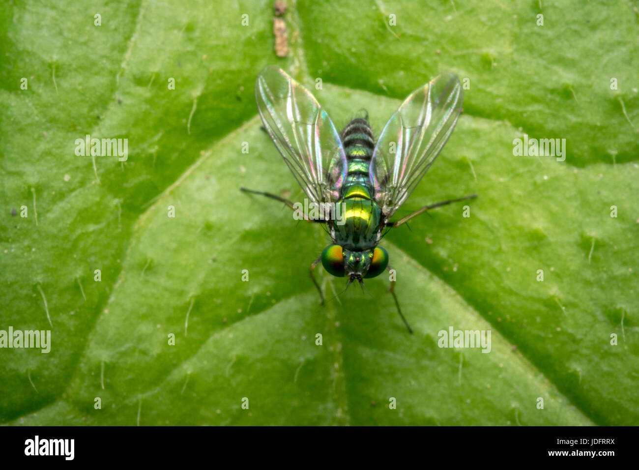 Tiny green fly on a leaf Stock Photo - Alamy