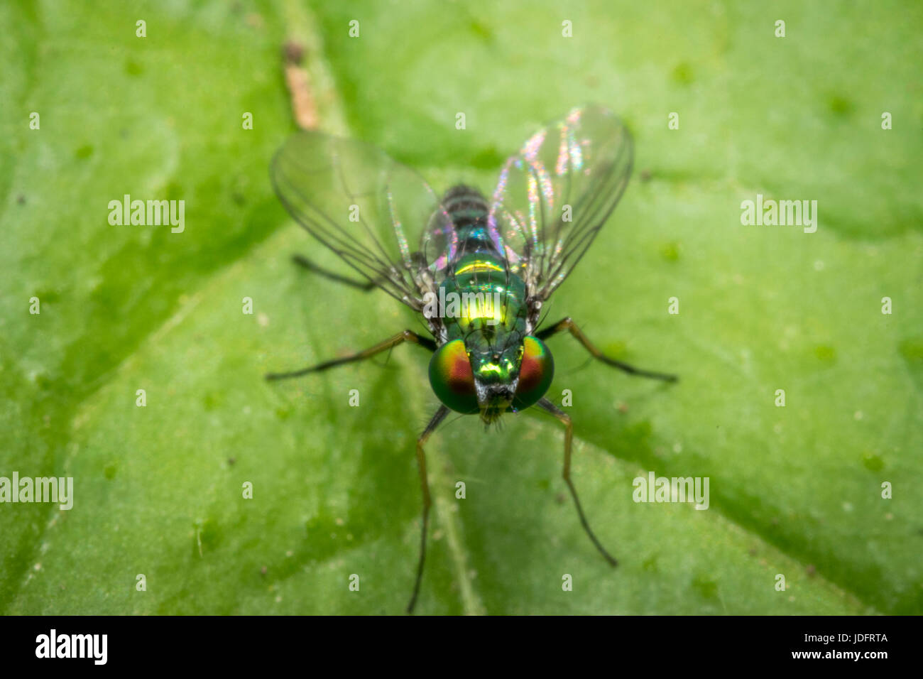 Tiny green fly on a leaf Stock Photo - Alamy