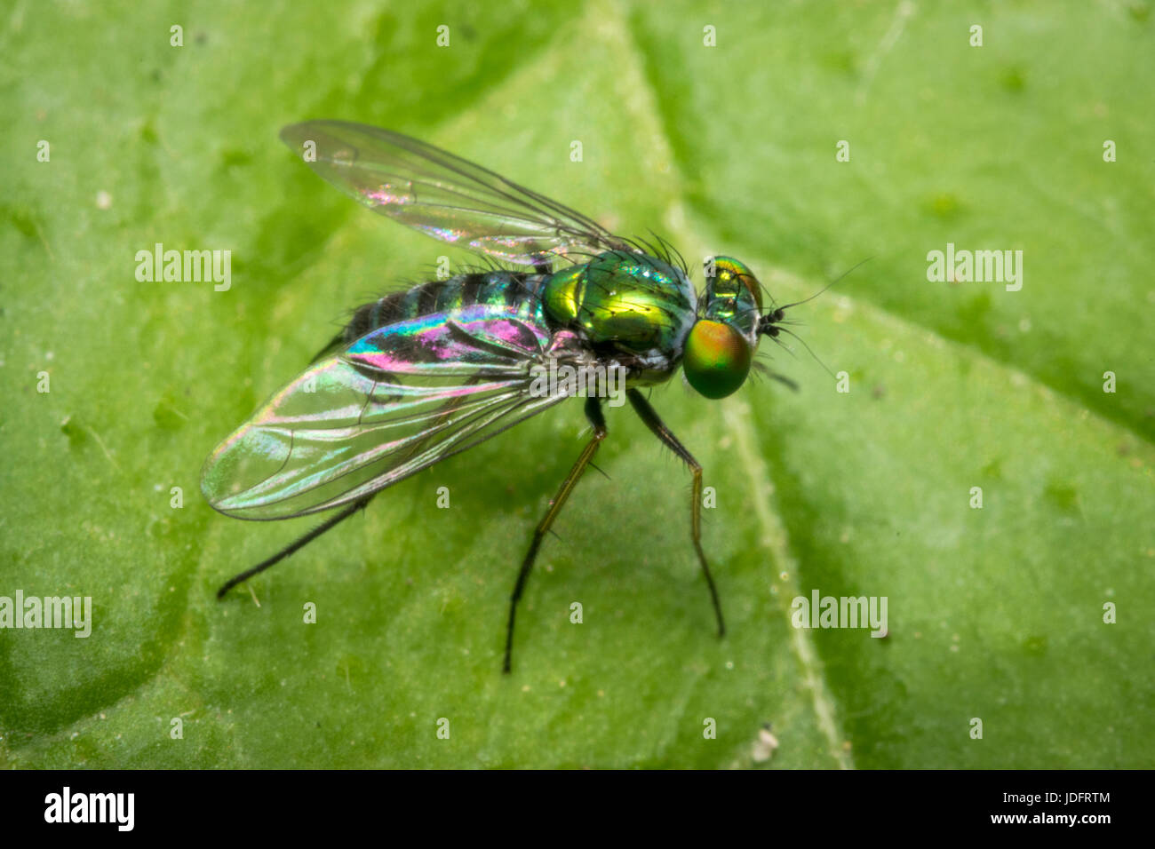 Tiny green fly on a leaf Stock Photo - Alamy