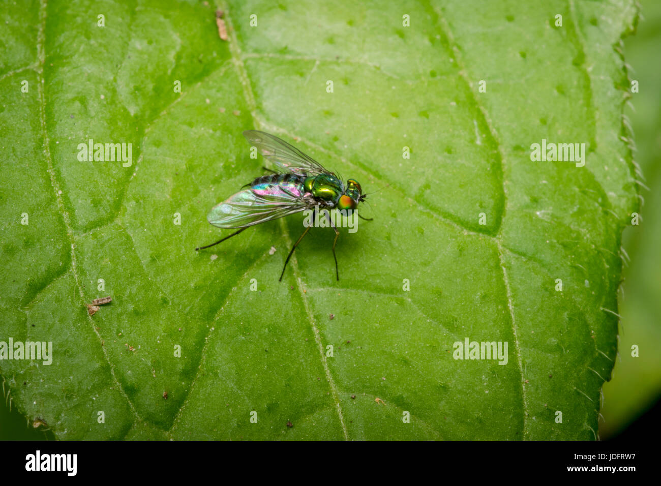 Tiny green fly on a leaf Stock Photo - Alamy