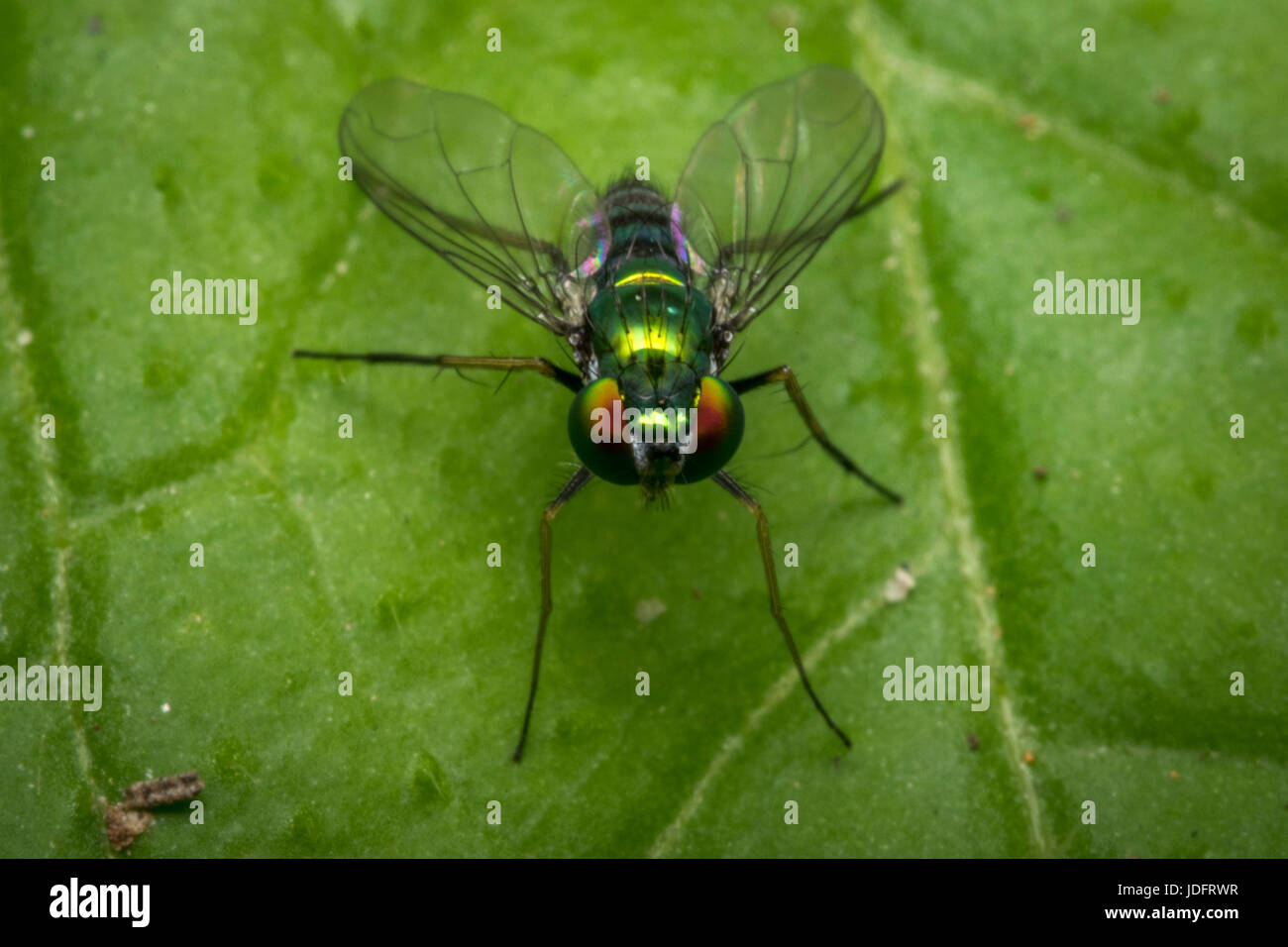 Tiny green fly on a leaf Stock Photo - Alamy