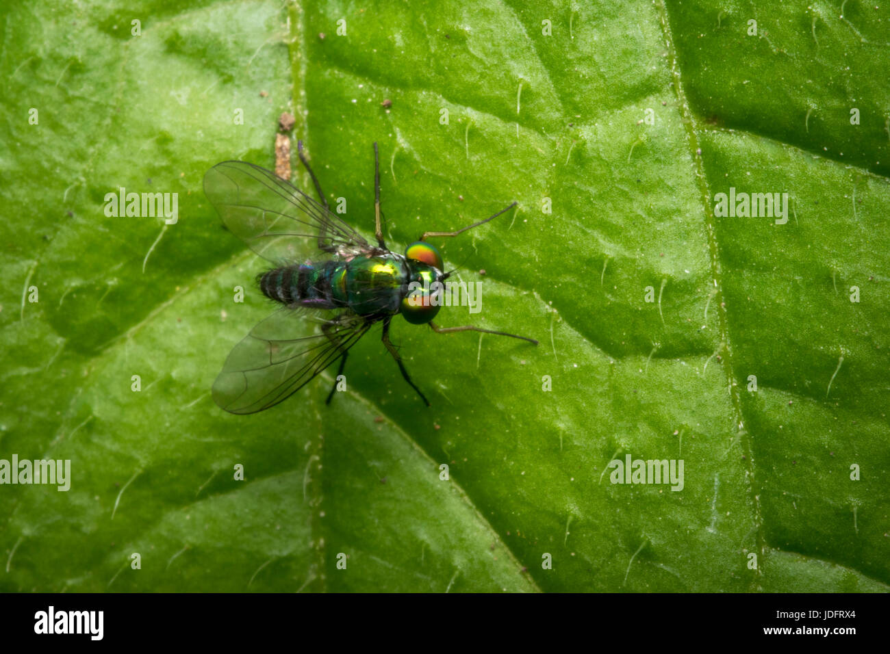 Tiny green fly on a leaf Stock Photo - Alamy