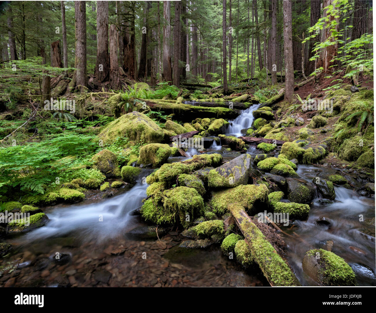 Olympic National Park, rain forest near Sol Duc River Stock Photo - Alamy