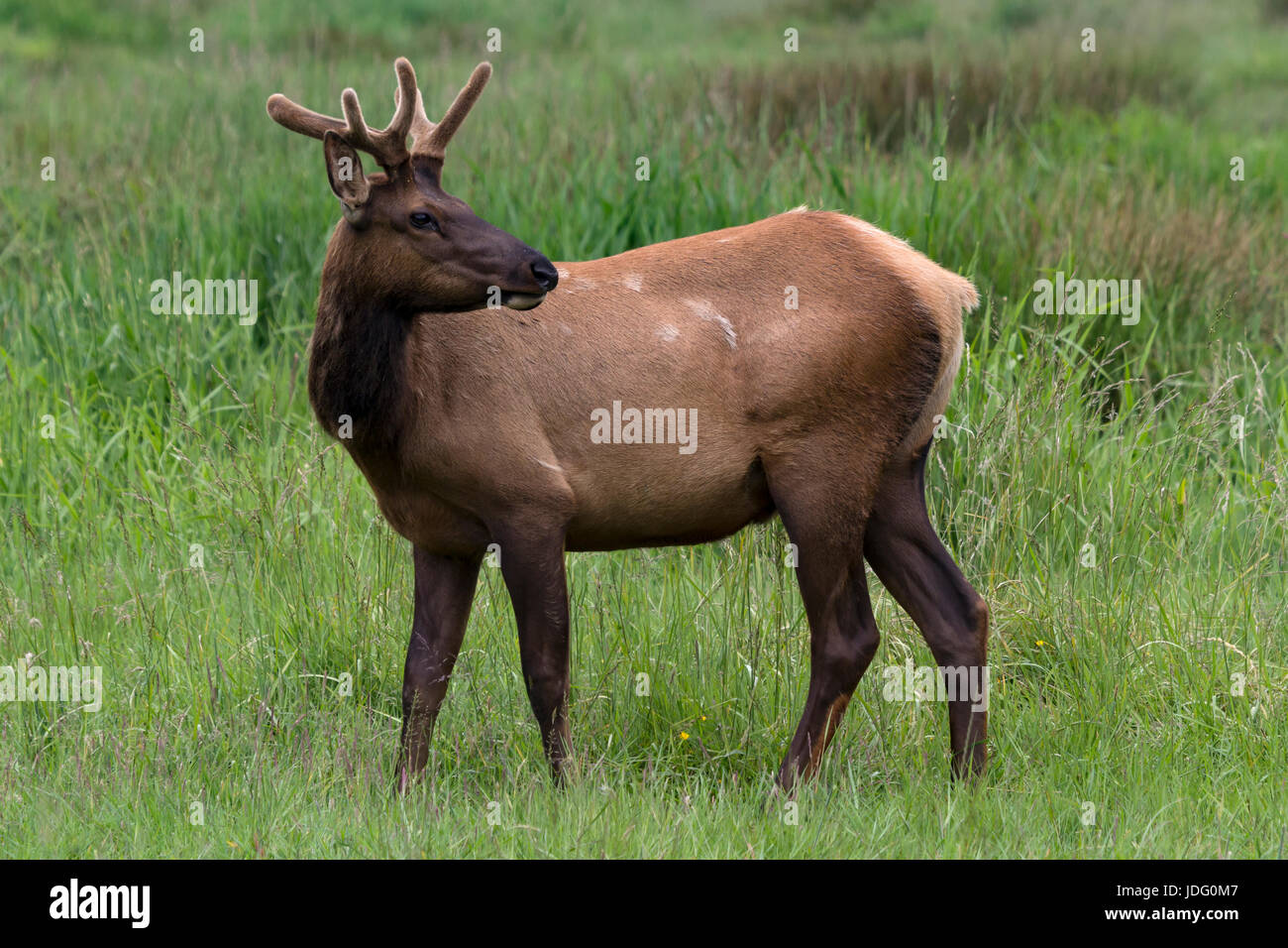 Spike elk hi-res stock photography and images - Alamy