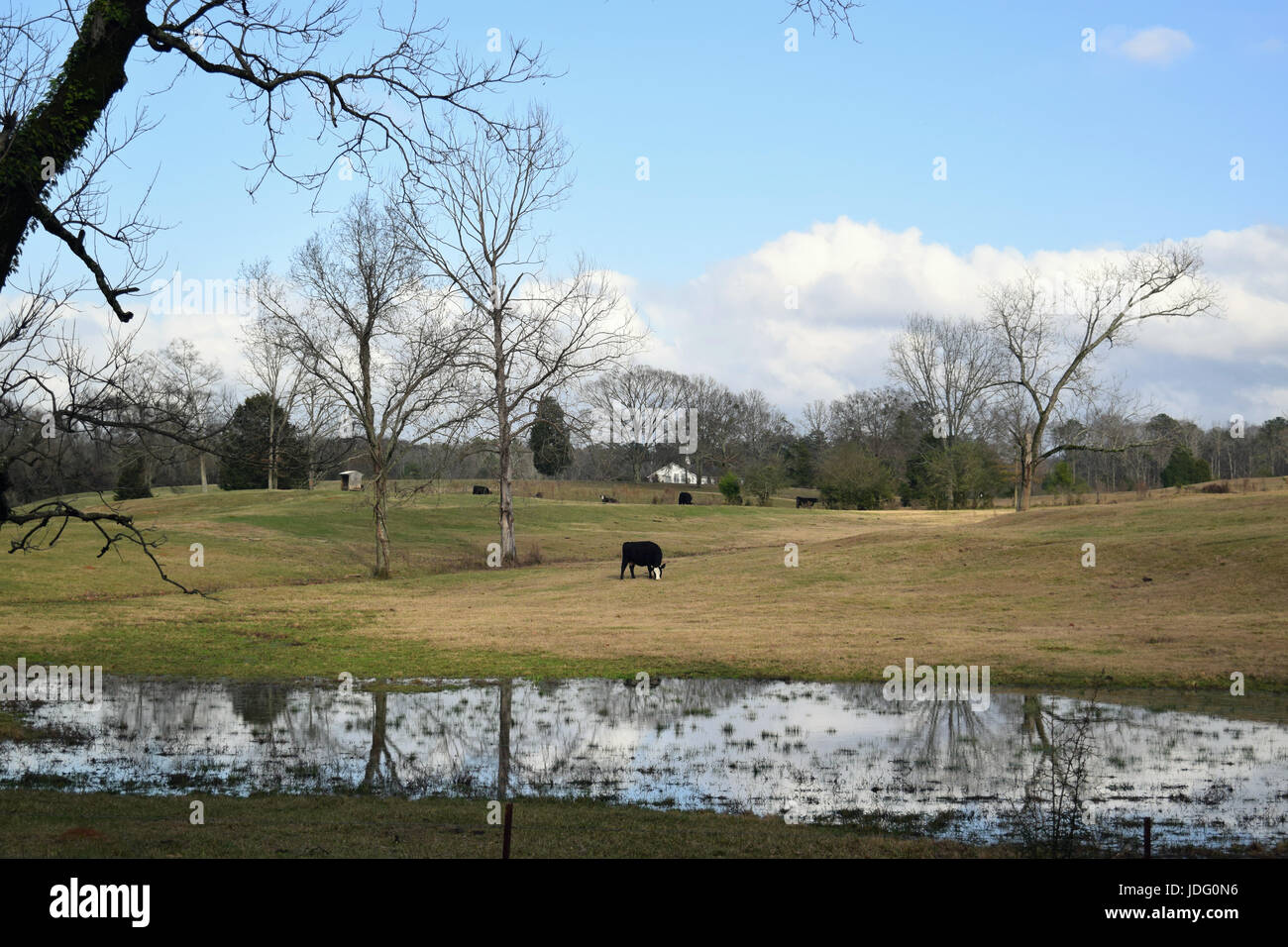 Cows in farm field distant hi-res stock photography and images - Alamy