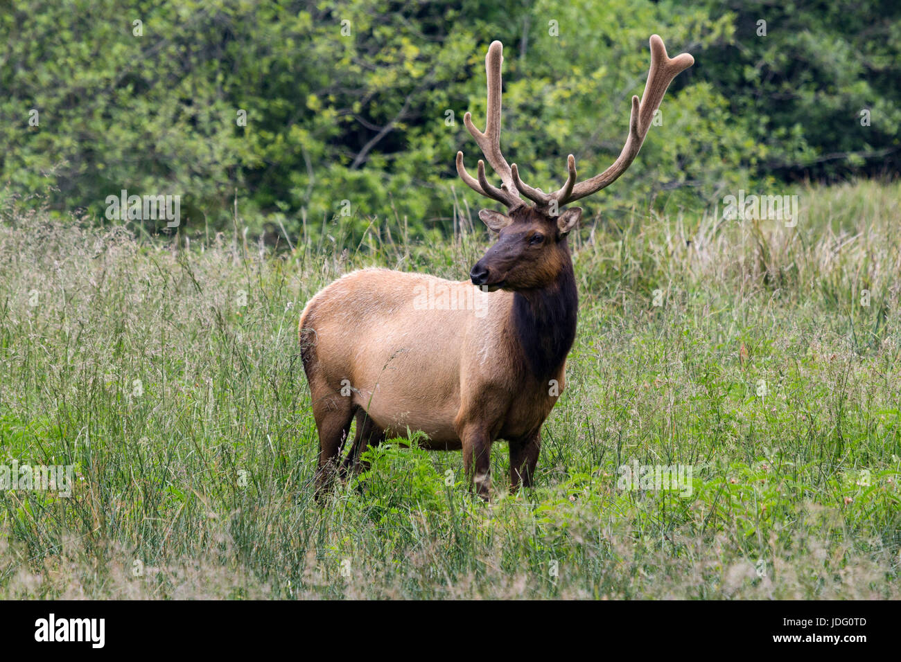 Elk velvet hi-res stock photography and images - Alamy