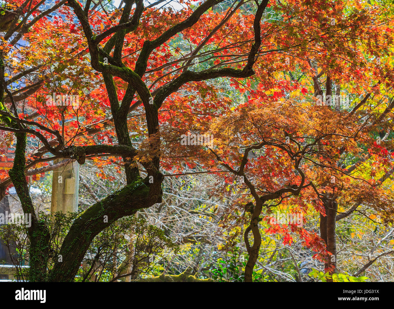 Colorful maple trees in autumn Stock Photo - Alamy