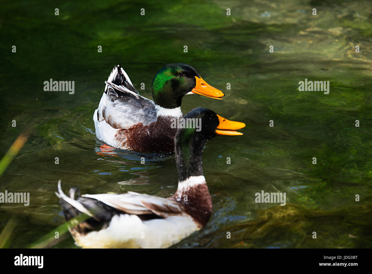 Two Beautiful male ducks swim in the lake Stock Photo - Alamy