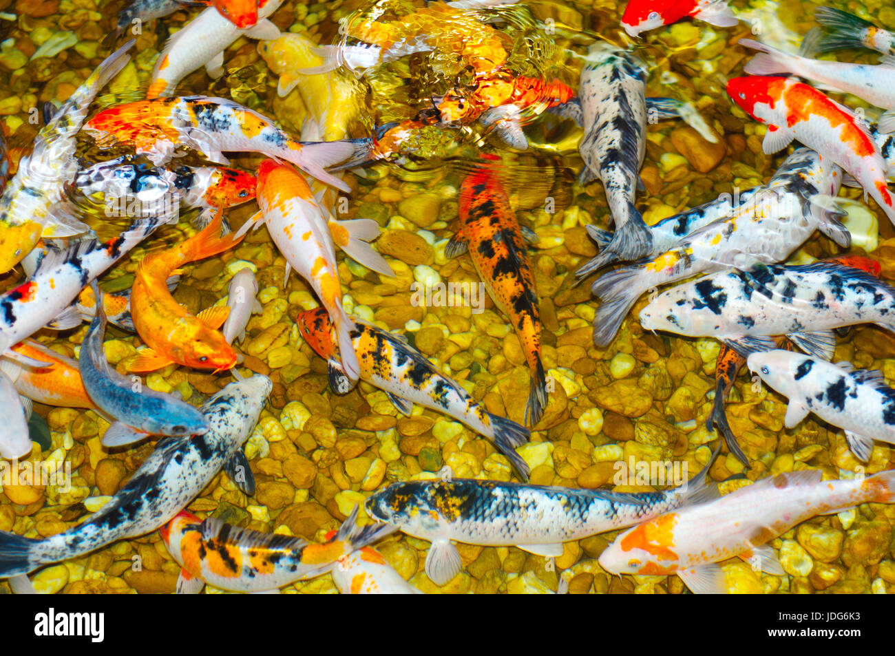 Pond breeding goldfish, colorful, very cute Stock Photo - Alamy