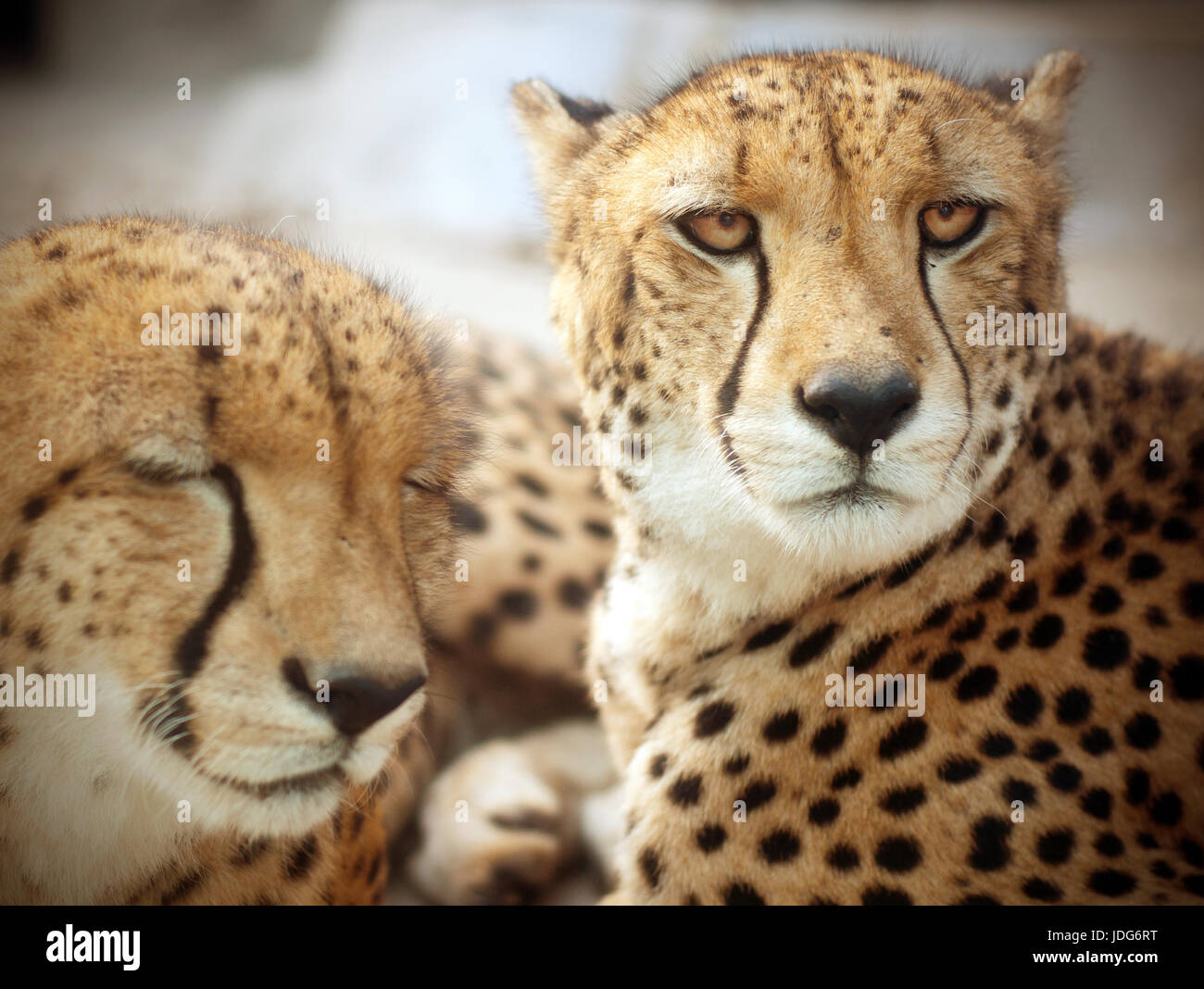 Close-up shots of the leopard Stock Photo - Alamy