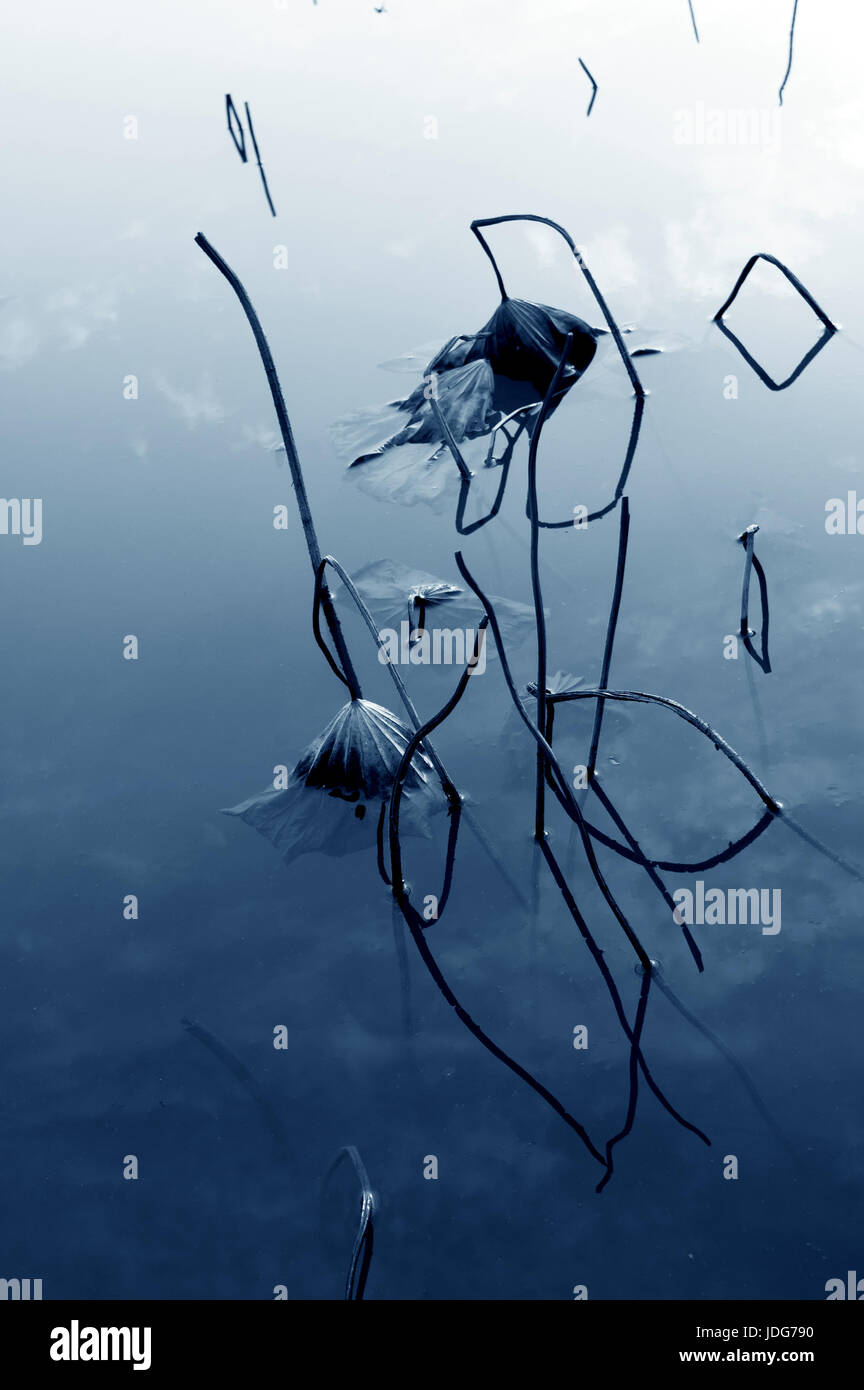 Which withered lotus pond death Stock Photo - Alamy