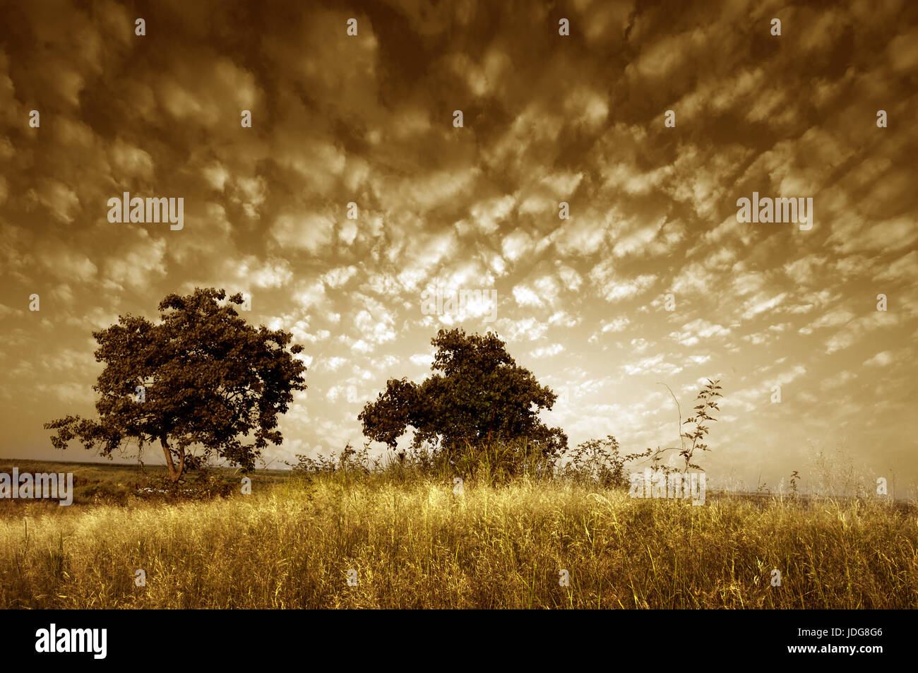Inner Mongolia prairie evening, a golden land Stock Photo - Alamy