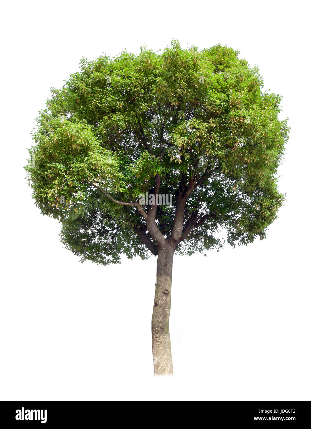 Small camphor tree isolated on white Stock Photo - Alamy