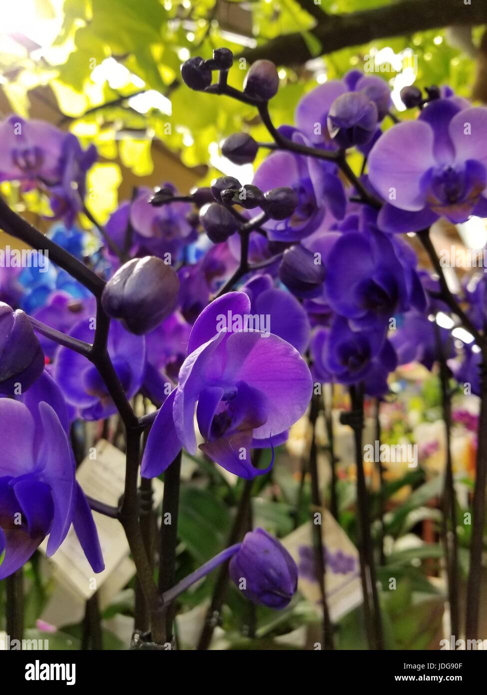 Photo of beautiful uncut purple orchids in a natural setting, bringing ...