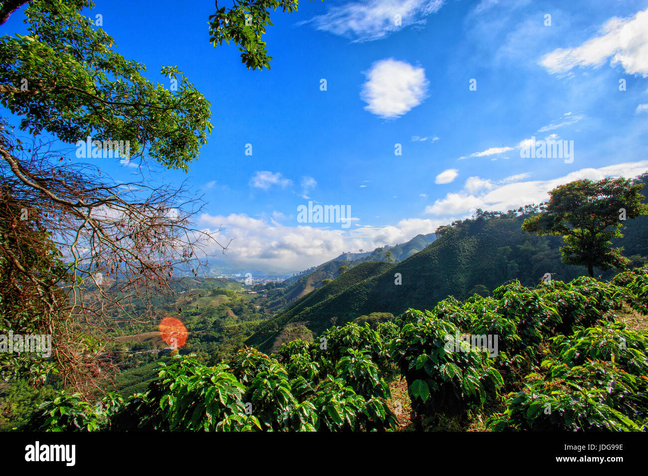 Beautiful blue sky above a coffee plantation in Colombia's Coffee ...