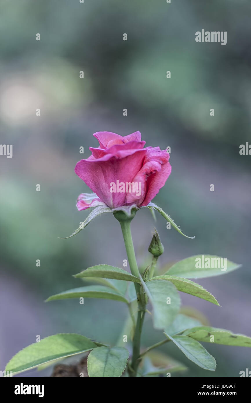 Rose flower : A symbol of love & affection Stock Photo - Alamy