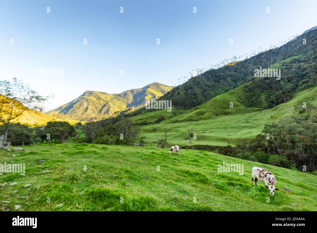 Colombia travel cows landscape hi-res stock photography and images - Alamy