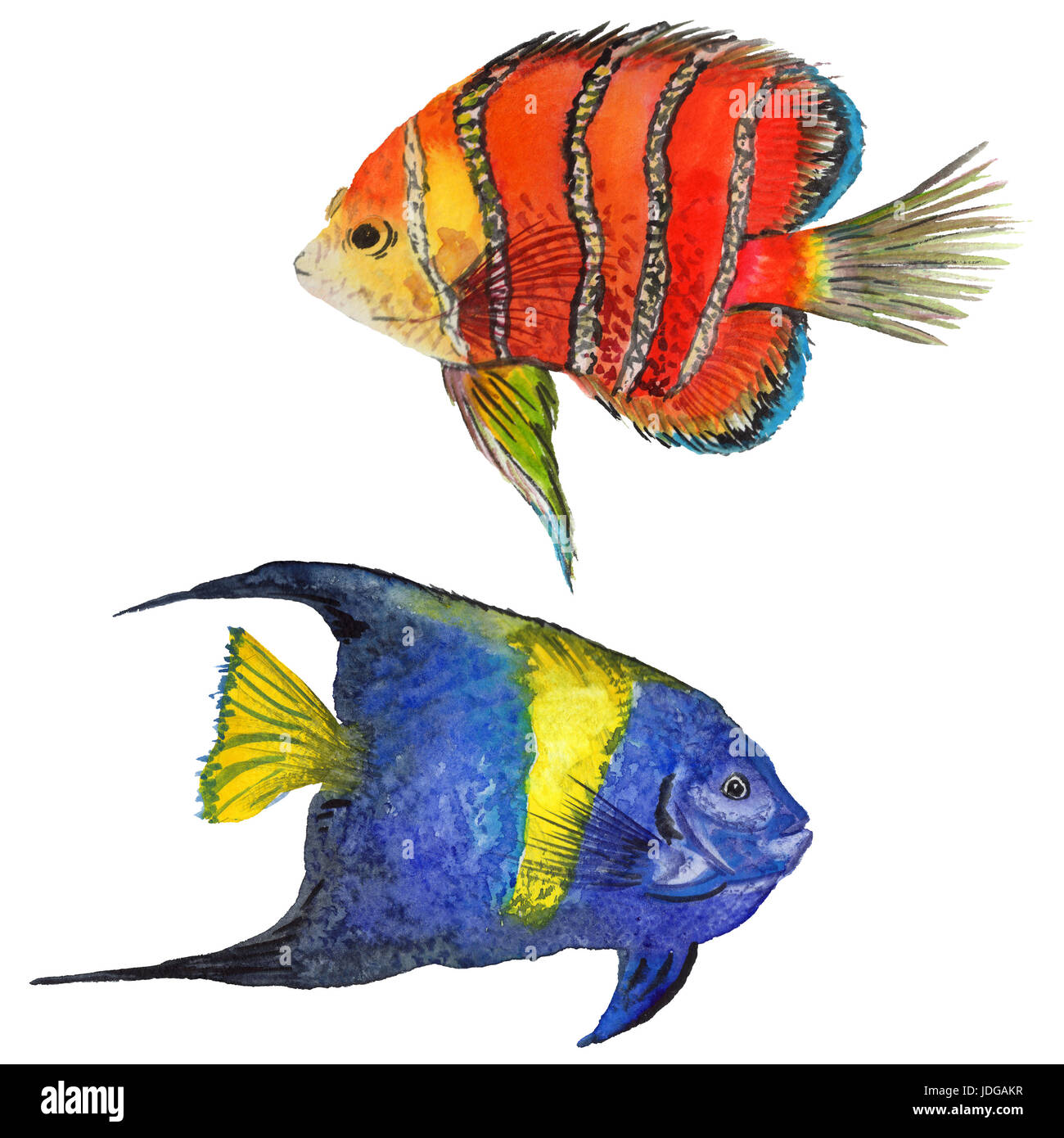 Watercolor aquatic underwater colorful tropical fish set. Red sea and ...