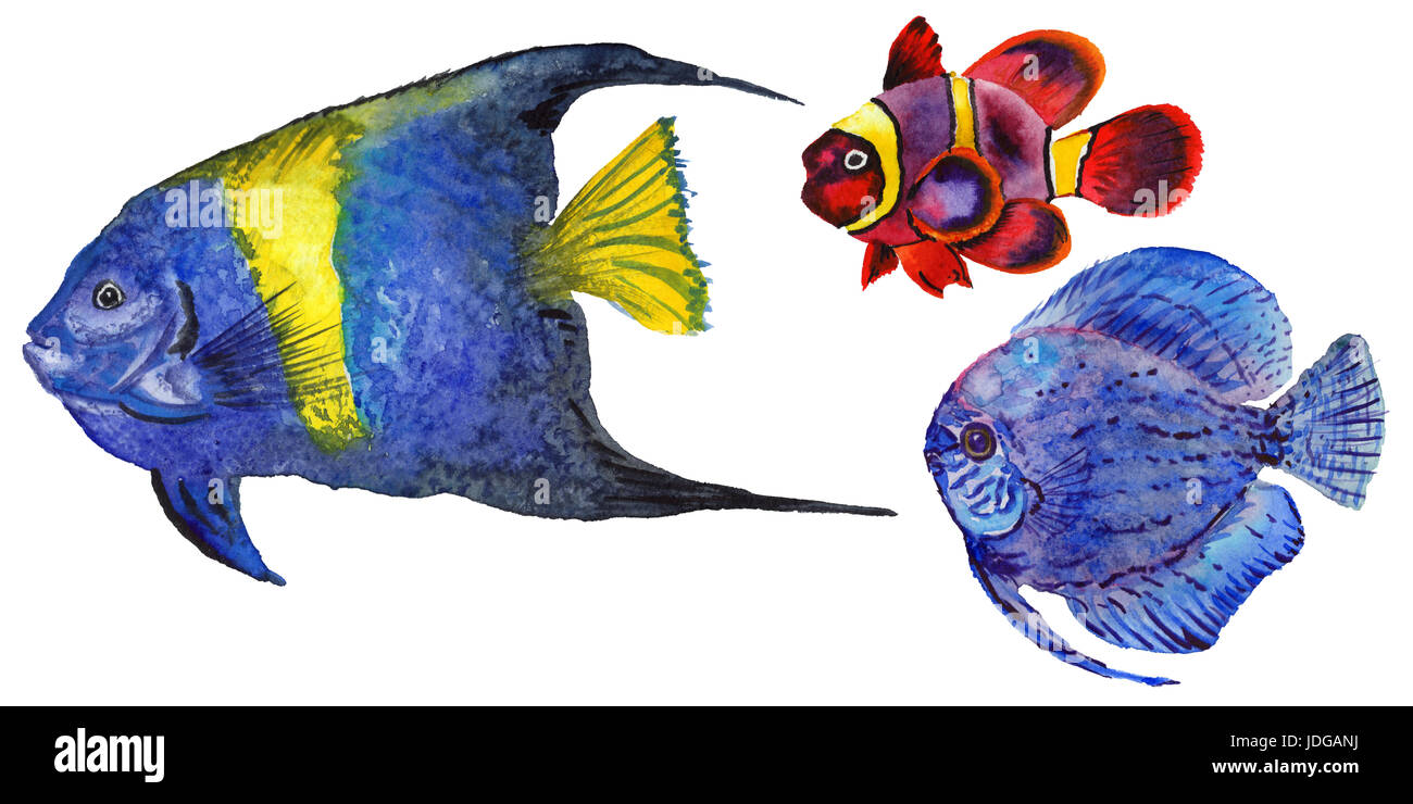 Watercolor aquatic underwater colorful tropical fish set. Red sea and ...