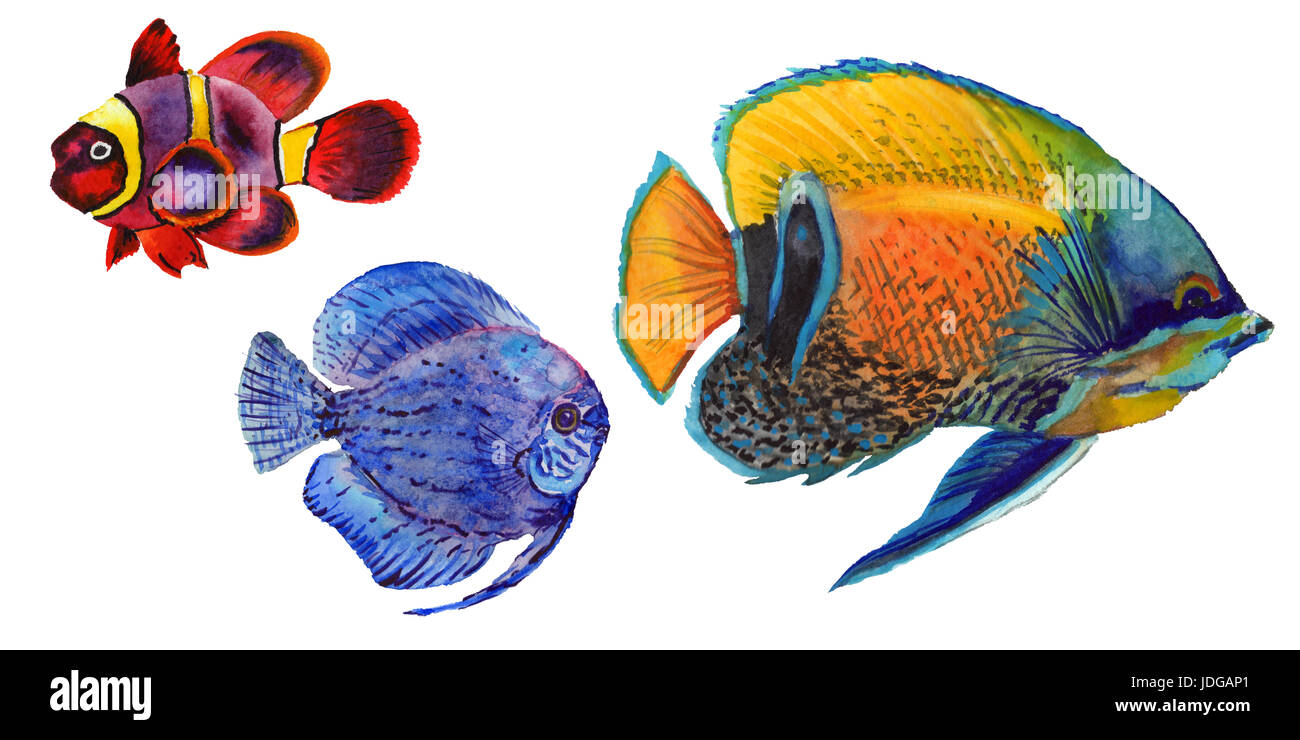 Watercolor aquatic underwater colorful tropical fish set. Red sea and ...