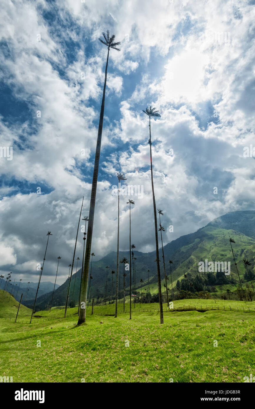 Portrait view of wax palms in Cocora Valley near Salento, Colombia ...