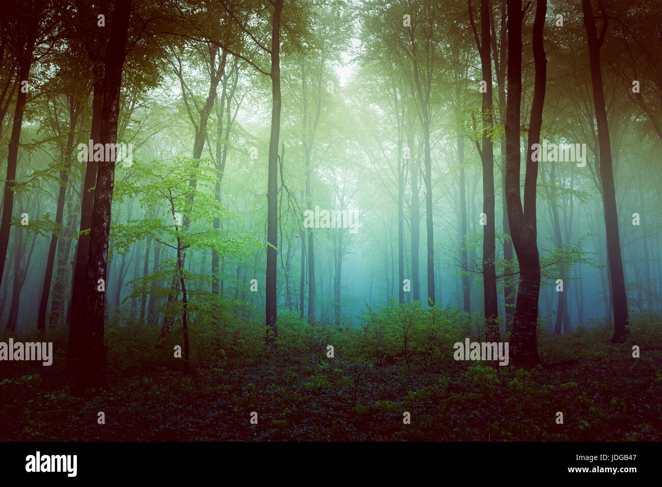 Filtered foggy forest. Clearing into the bush Stock Photo - Alamy