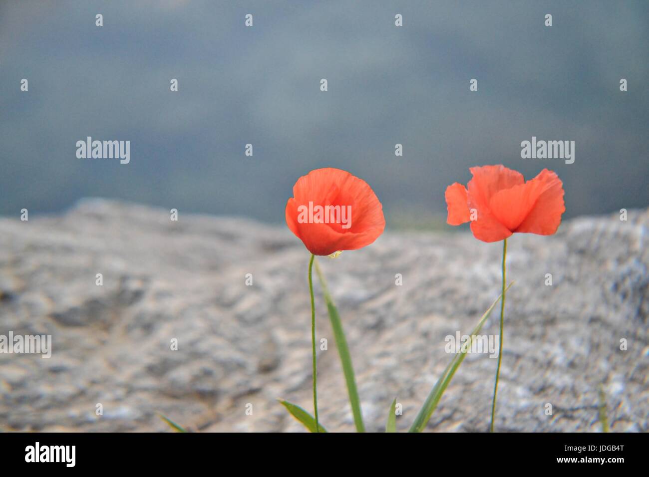 Poppies macro hi-res stock photography and images - Alamy
