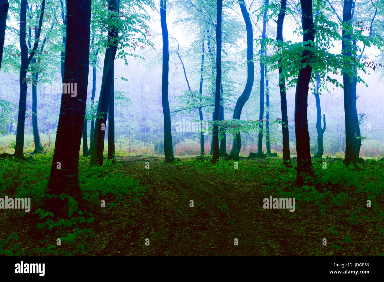 Dark trees in foggy forest Stock Photo - Alamy
