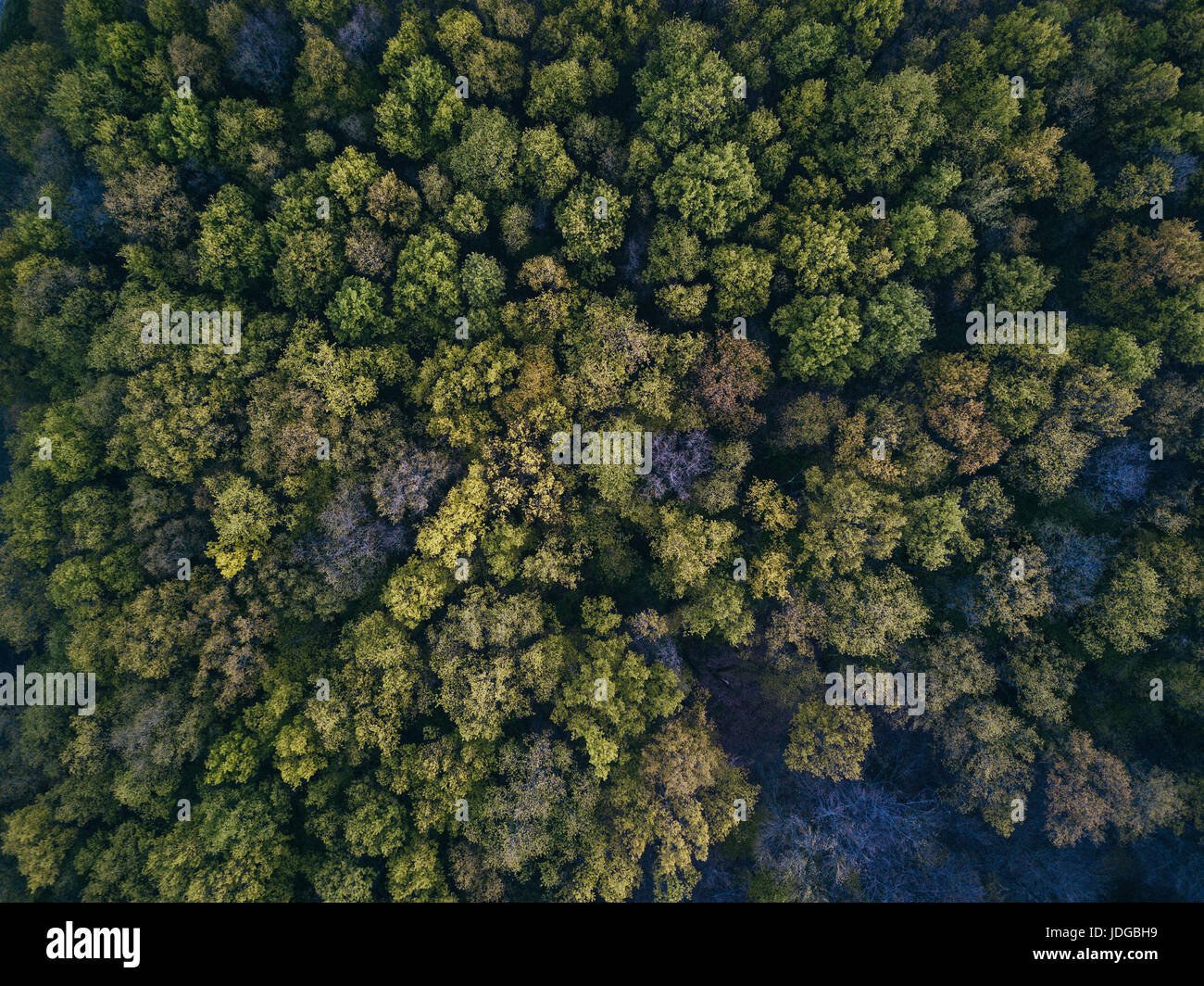 beautiful green orange Forest Landscape from above, Aerial View Stock ...