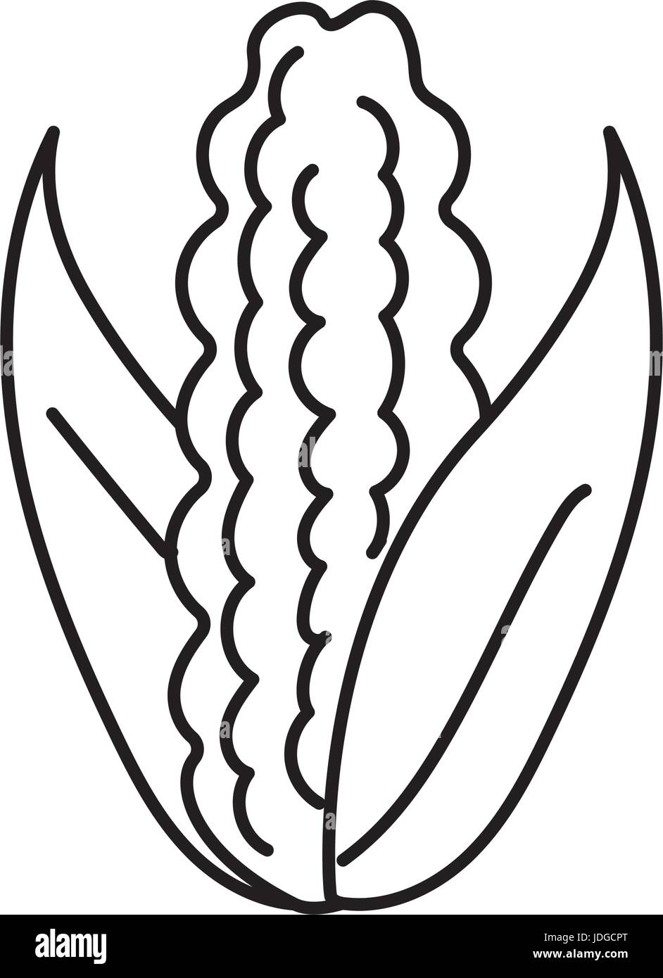 Corn cob plant line Black and White Stock Photos & Images - Alamy