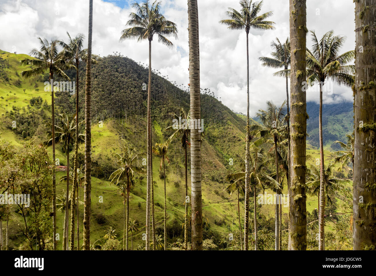 Trunks of the unique wax palm in the rural mountains outside of Salento ...