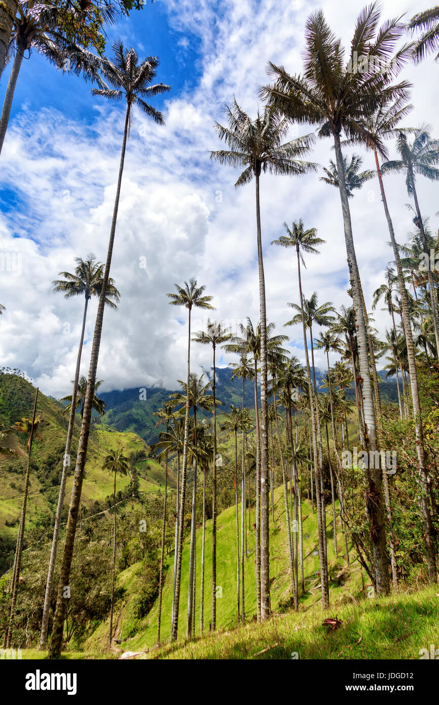 Tall grass in andes hi-res stock photography and images - Alamy