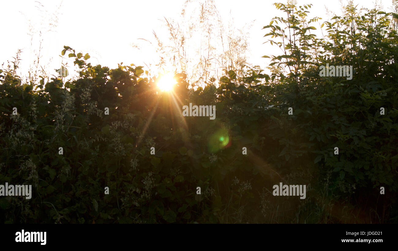 Summer morning in the countryside, UK Stock Photo - Alamy