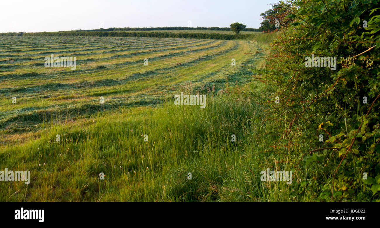 Summer morning in the countryside, UK Stock Photo - Alamy