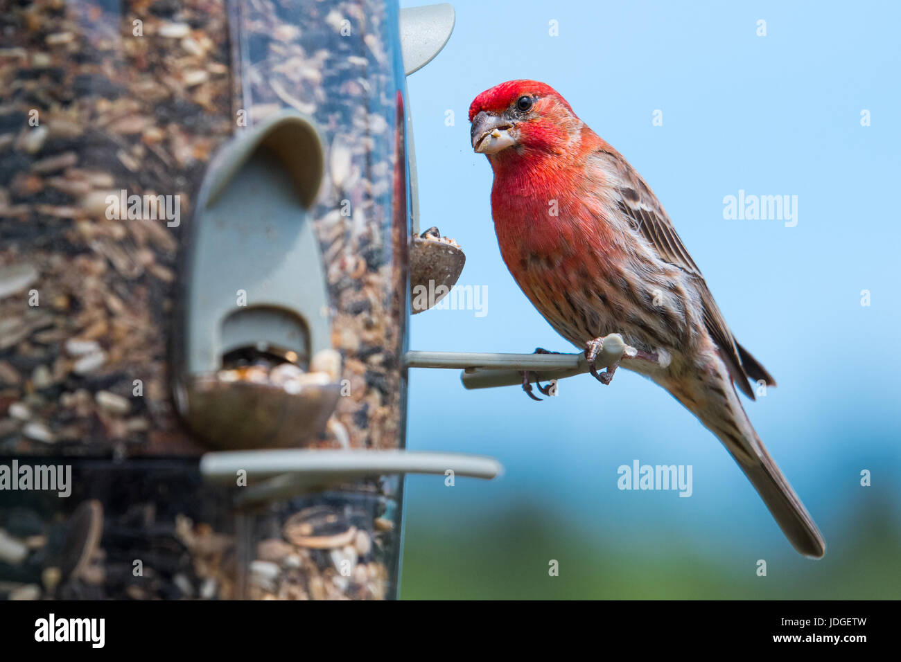 House finch eating hi-res stock photography and images - Alamy