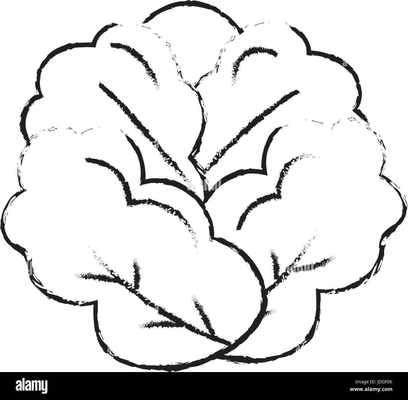 figure delicious and health lettuce vegetable Stock Vector Image & Art ...