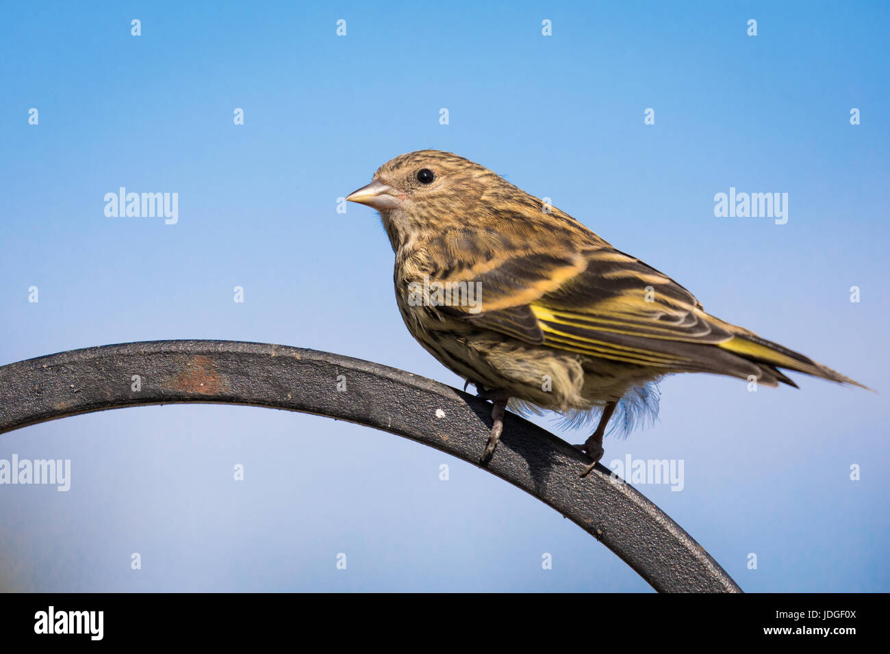 Small finches hi-res stock photography and images - Alamy