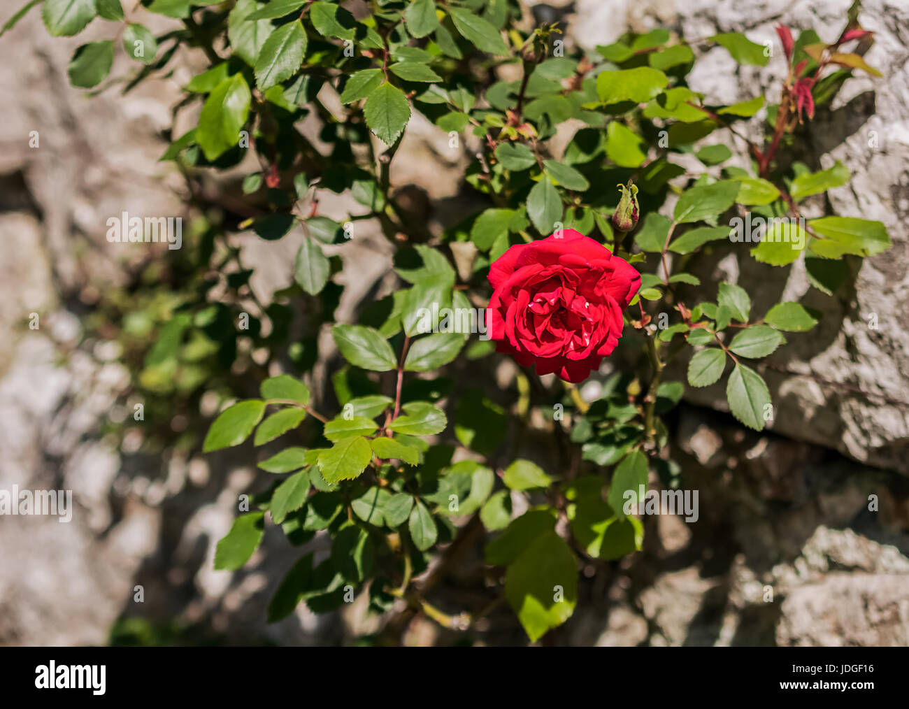 bird is free Stock Photo - Alamy