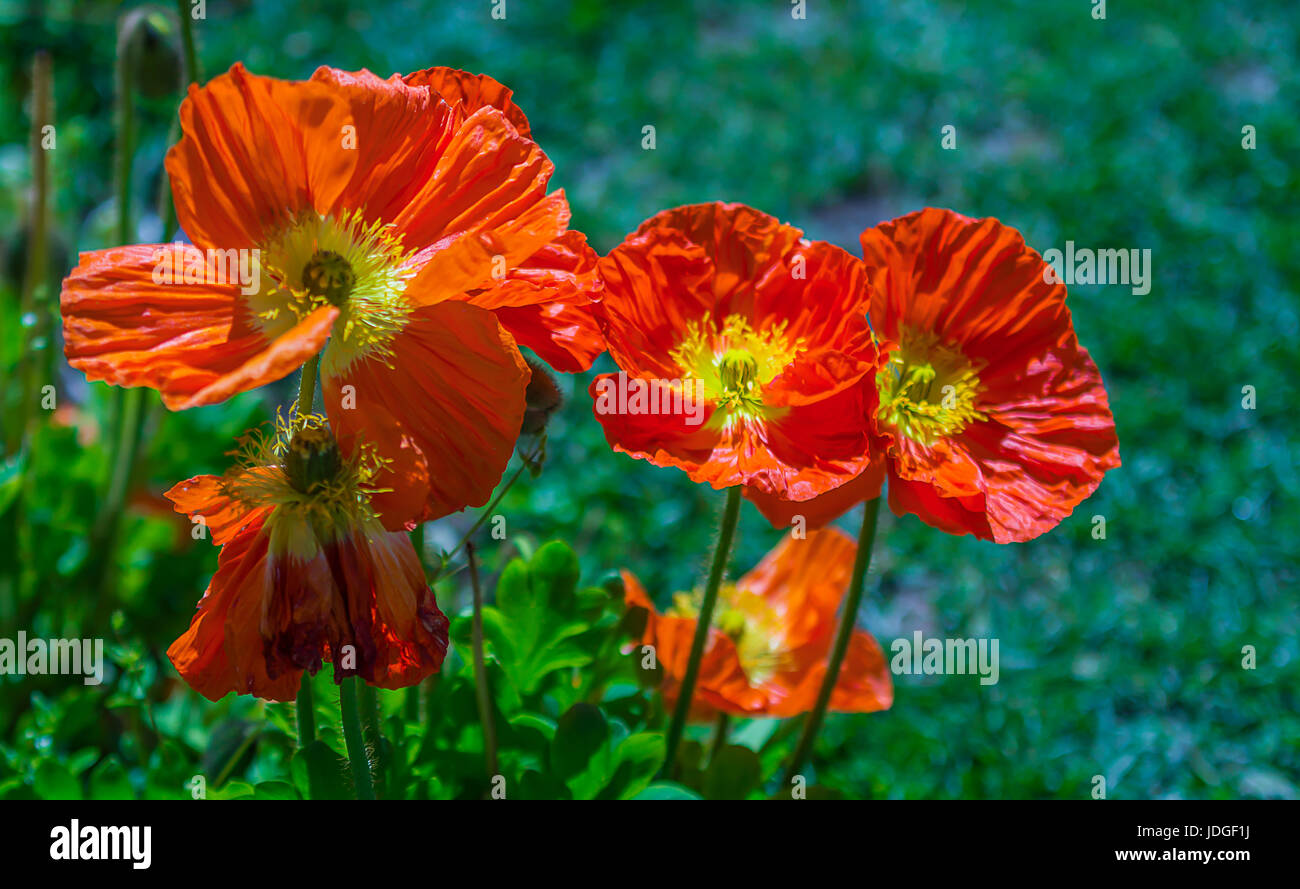 bird is free Stock Photo - Alamy